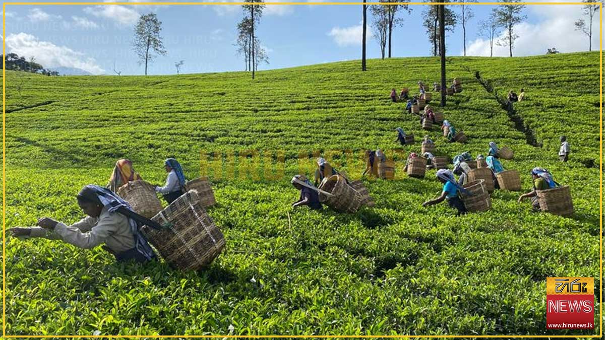 Tea production steadies after cyclone setbacks - Hiru News - Srilanka's ...