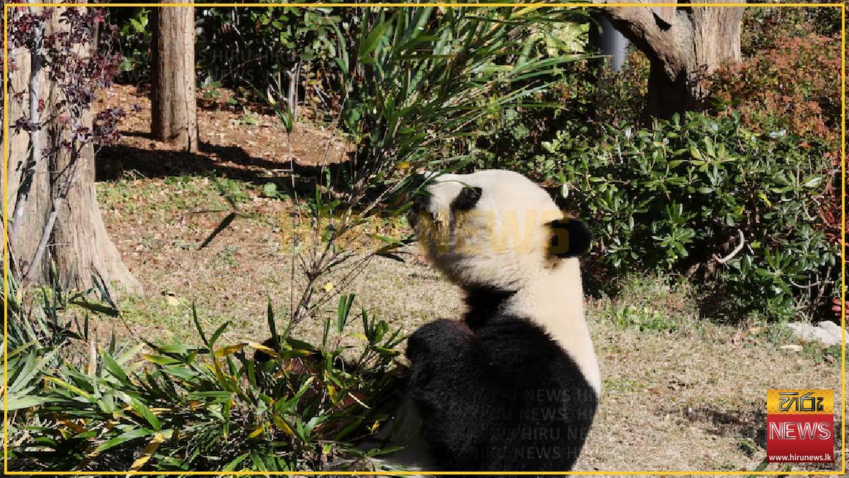 No more giant pandas in Japan - Hiru News - Srilanka's Number One News ...