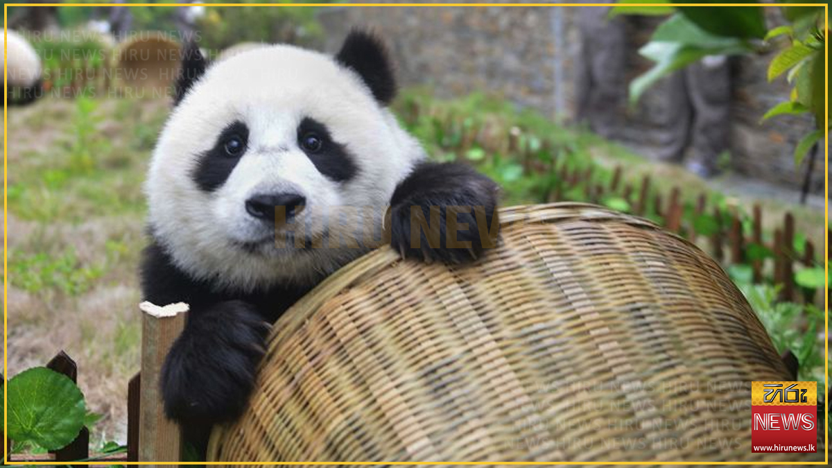 China's new giant panda base to open soon - Hiru News - Srilanka's ...