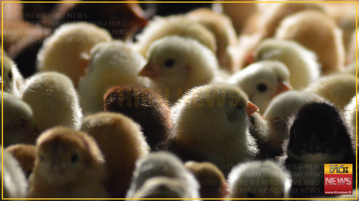 Flood risk could accelerate consolidation in Lanka’s poultry industry ...
