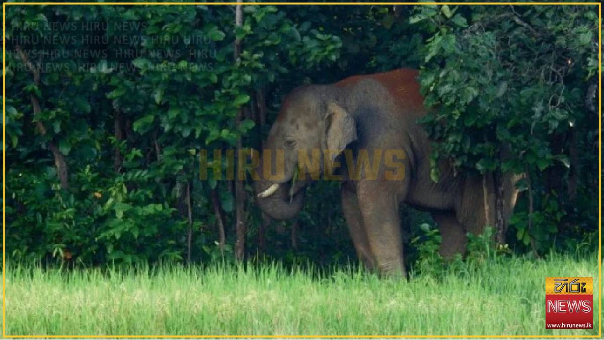 Elephant kills 20 in Indian state as rescue efforts continue - Gold FM ...