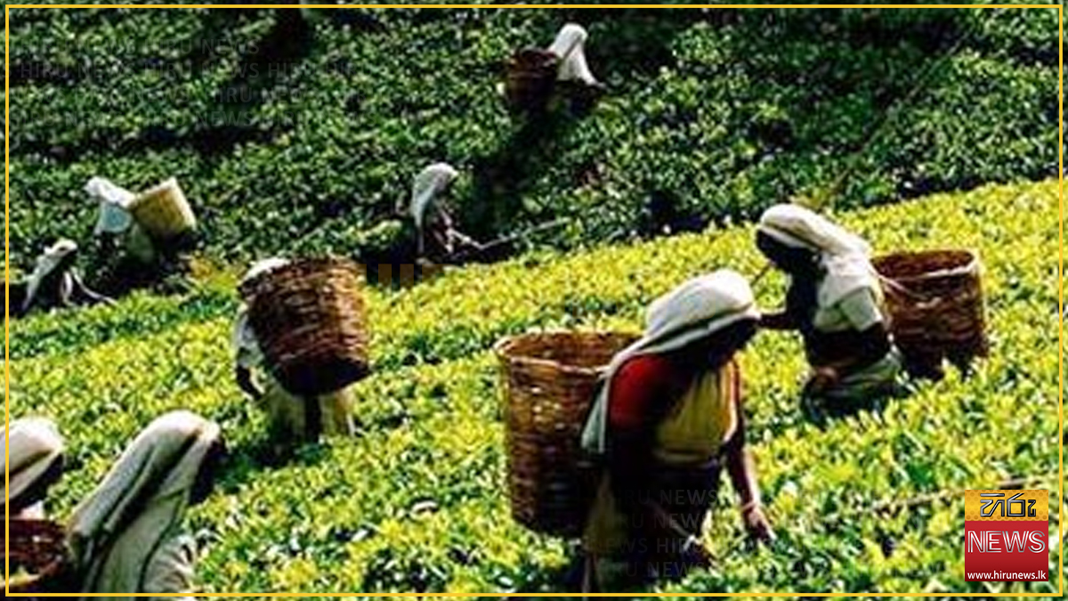 Rs. 200 daily allowance approved for estate workers - Hiru News ...