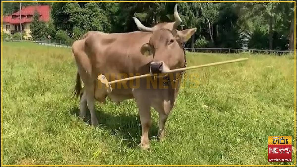 Cow astonishes scientists with rare use of tools - Hiru News - Srilanka ...