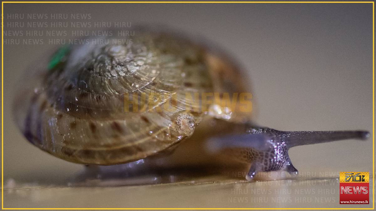 Bermuda snail thought to be extinct now thrives after a decade’s effort ...