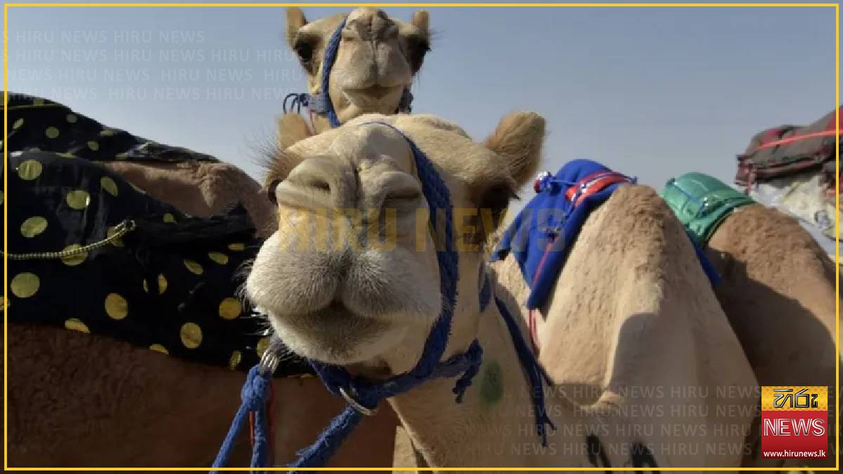 Camels disqualified for botox - Hiru News - Srilanka's Number One News ...