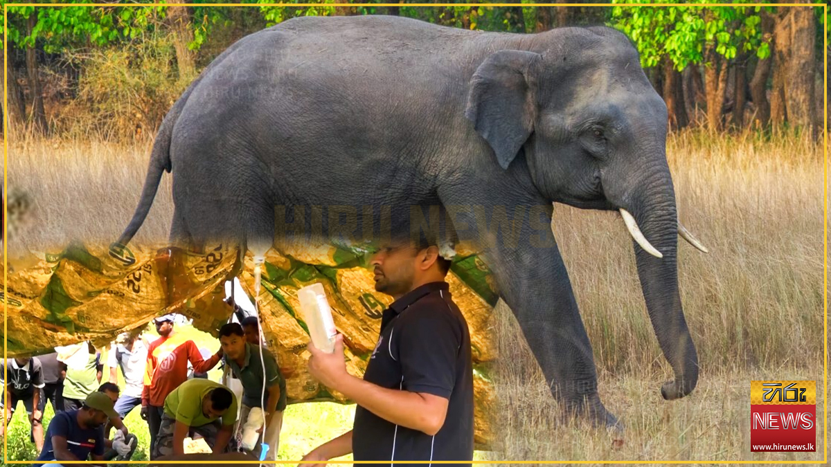 Wild elephant in critical condition after consuming explosive bait ...