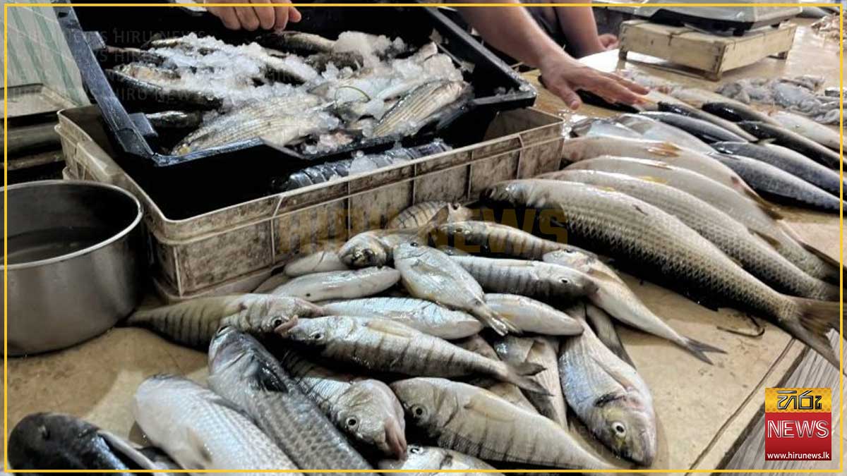 Fish prices drop amid reduced harvest - Hiru News - Srilanka's Number ...