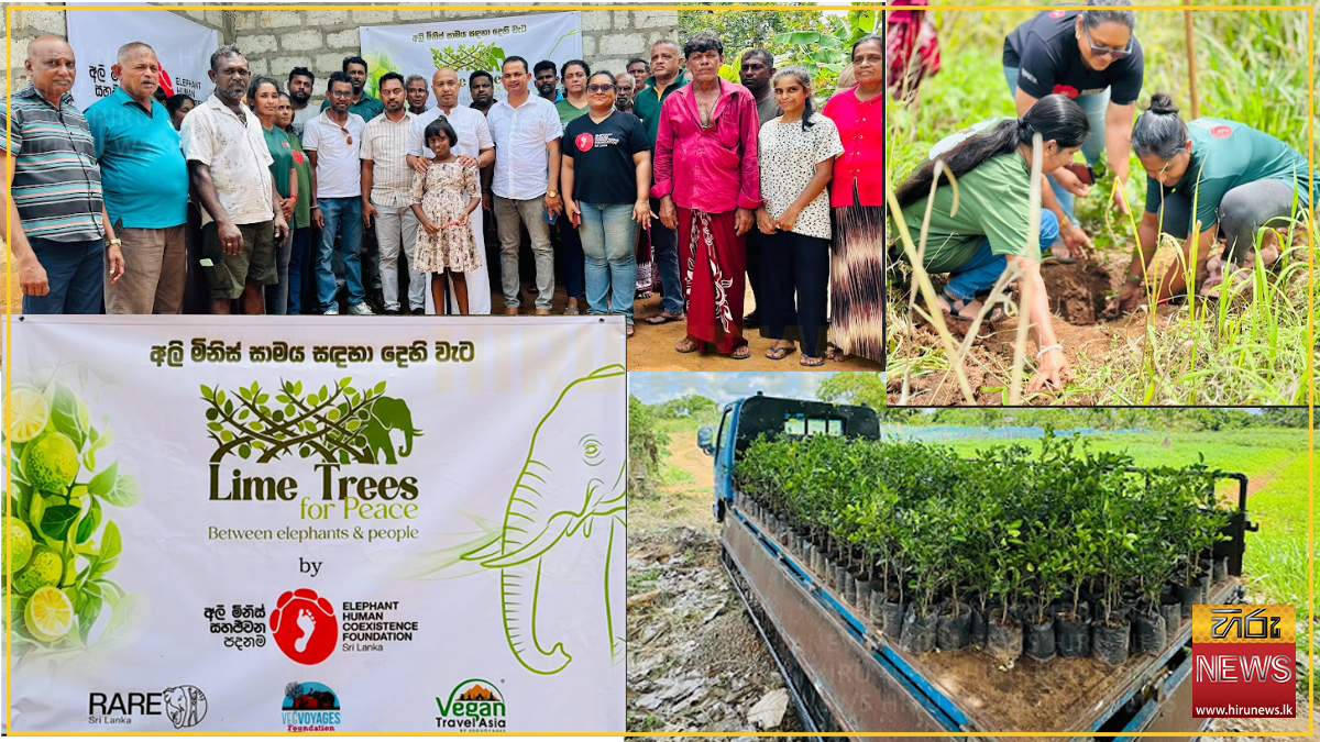 Lime tree bio fence project launched in Anuradhapura to reduce human ...