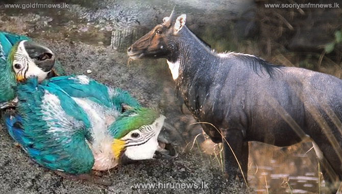 Four blue-and-yellow macaw chicks and twin nilgais were born in the ...