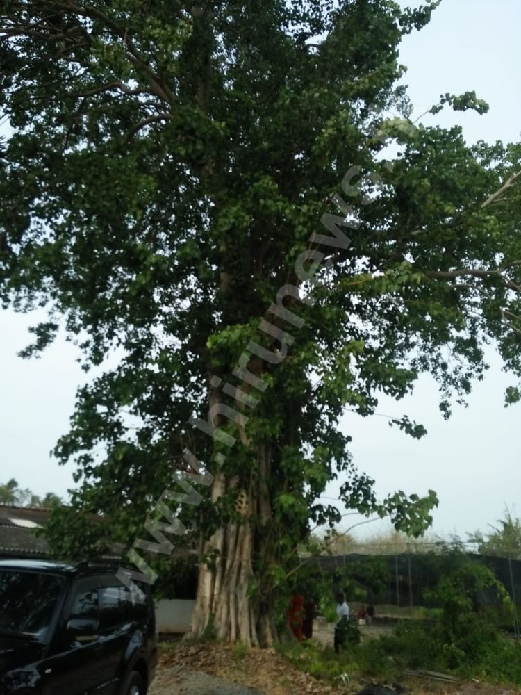 Mammoth 110 foot 'Bo' tree uprooted and replanted in SL (Photos) - Hiru ...