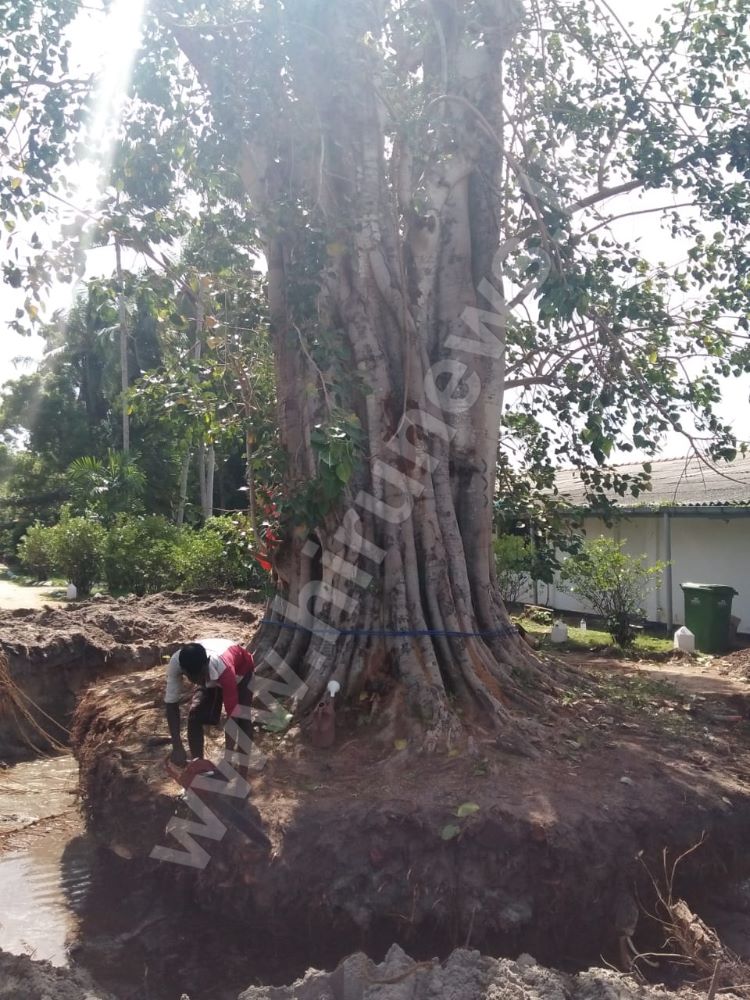 Mammoth 110 foot 'Bo' tree uprooted and replanted in SL (Photos) - Hiru ...