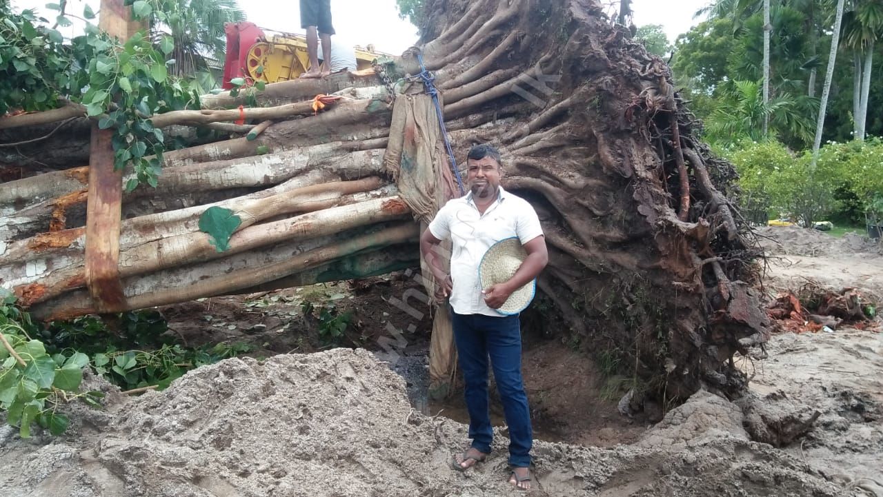 Mammoth 110 foot 'Bo' tree uprooted and replanted in SL (Photos) - Hiru ...