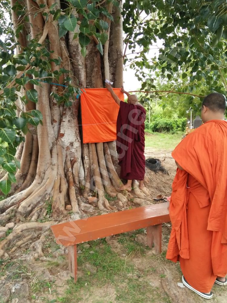 Mammoth 110 foot 'Bo' tree uprooted and replanted in SL (Photos) - Hiru ...